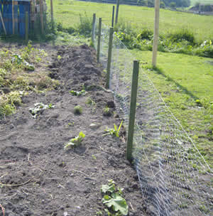 Allotment Diaries - How to errect a rabbit proof fence